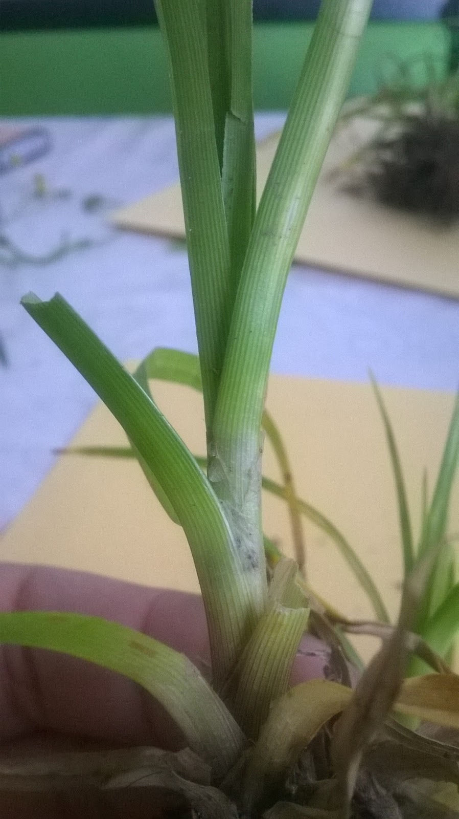 Biologia Primer Año Liceo 23: LAS PARTES DE LA PLANTA Y SUS FUNCIONES ...