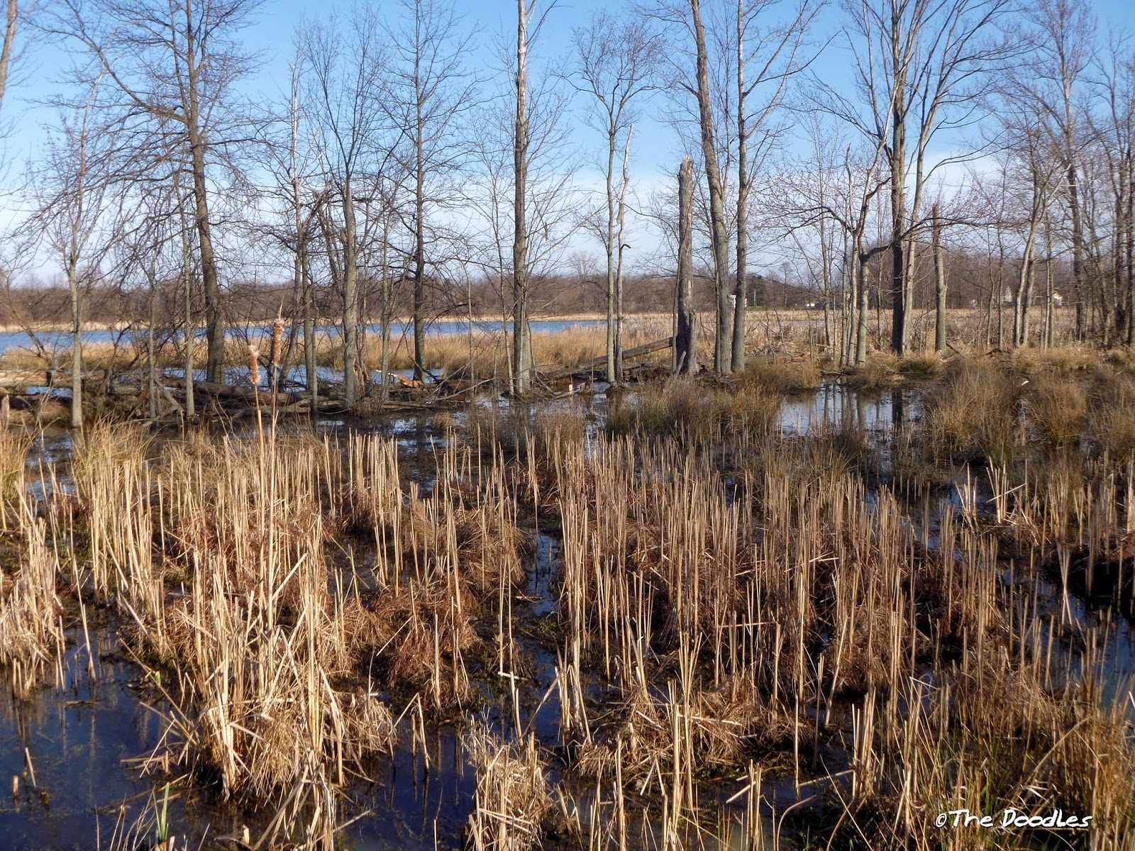 Birds from Behind : 04/01/2014 - 05/01/2014