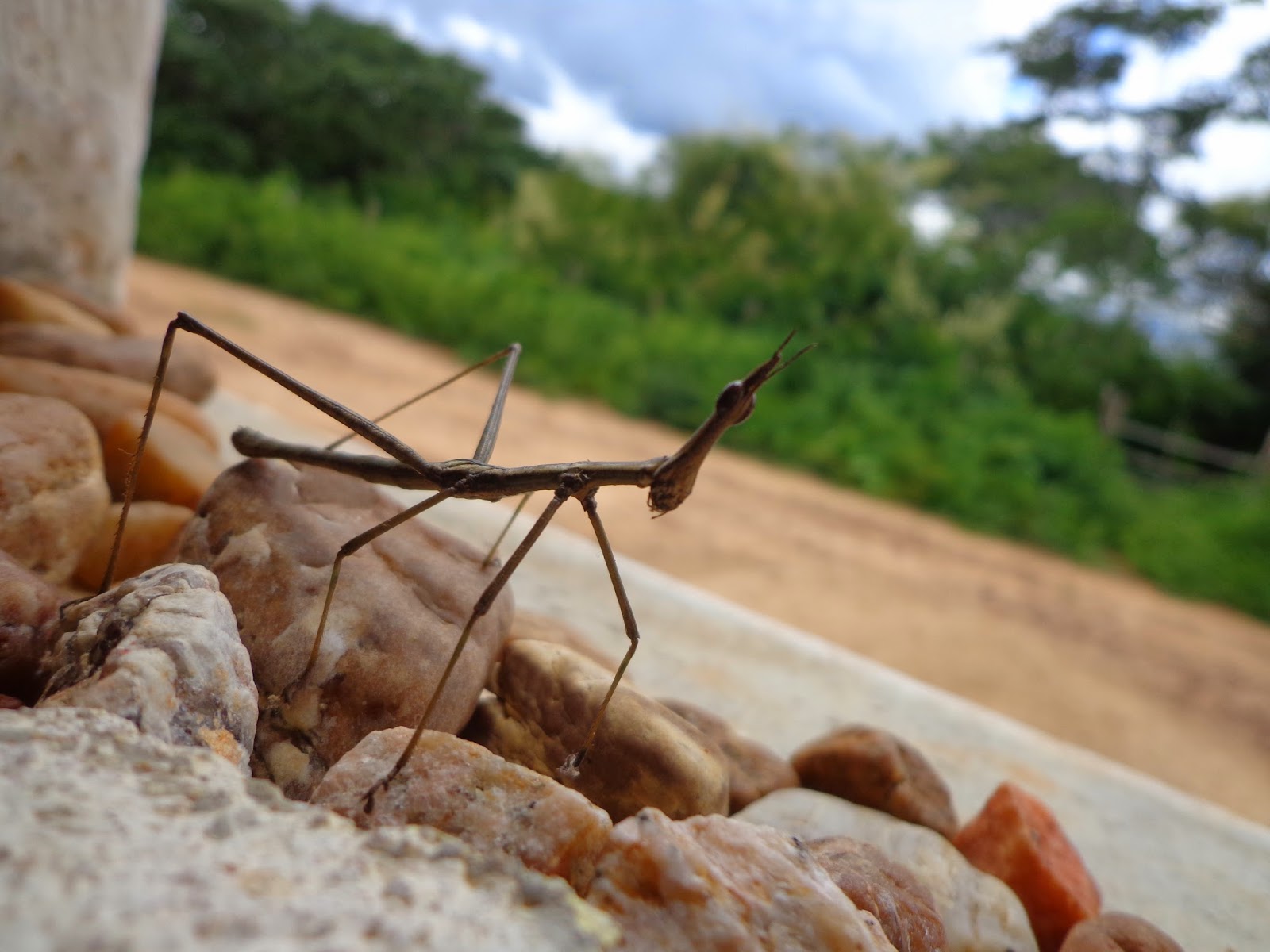 Sítio Dona Lô: FAUNA: BICHO-PAU