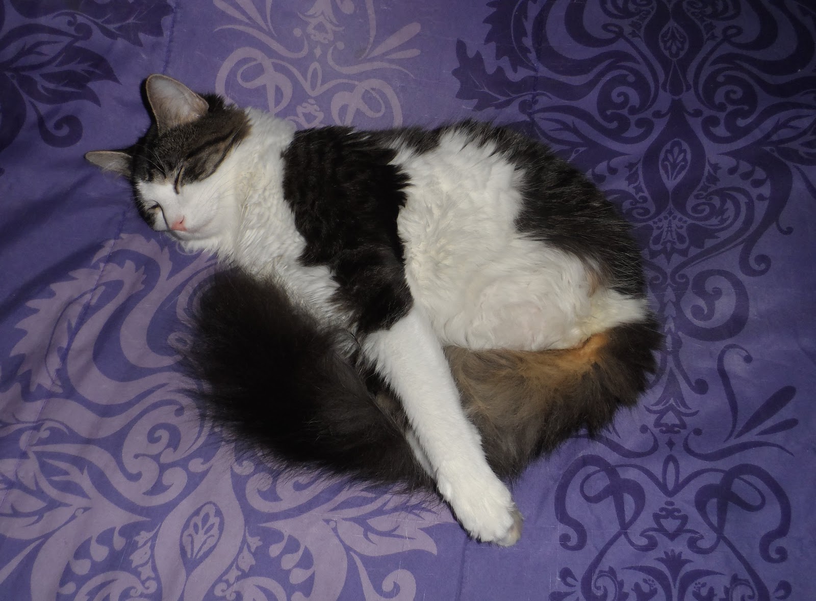 Anakin The Two Legged Cat: New Photo ~ Anakin Snoozing