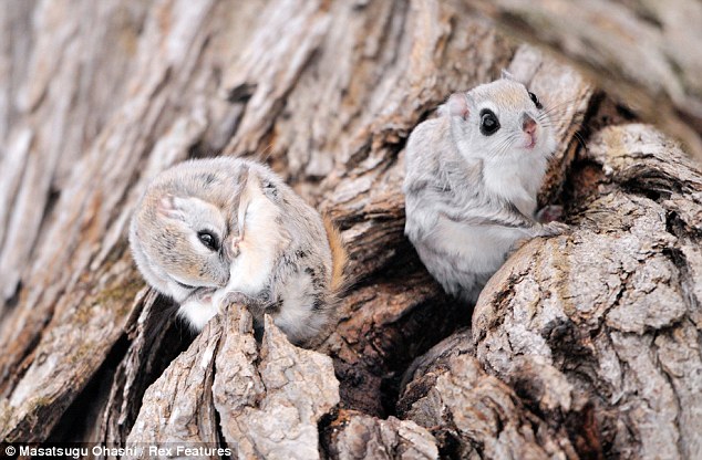 White Wolf : Flying squirrels of Siberia pop out to say hello (Photos ...
