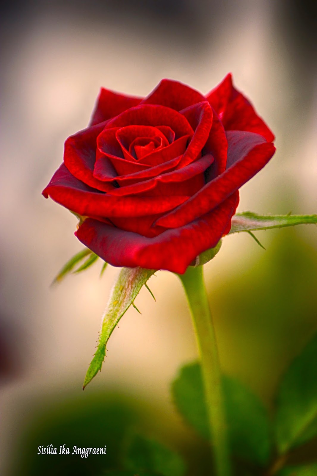 elsyar'i: MAWAR BERDURI DI TEPI JURANG