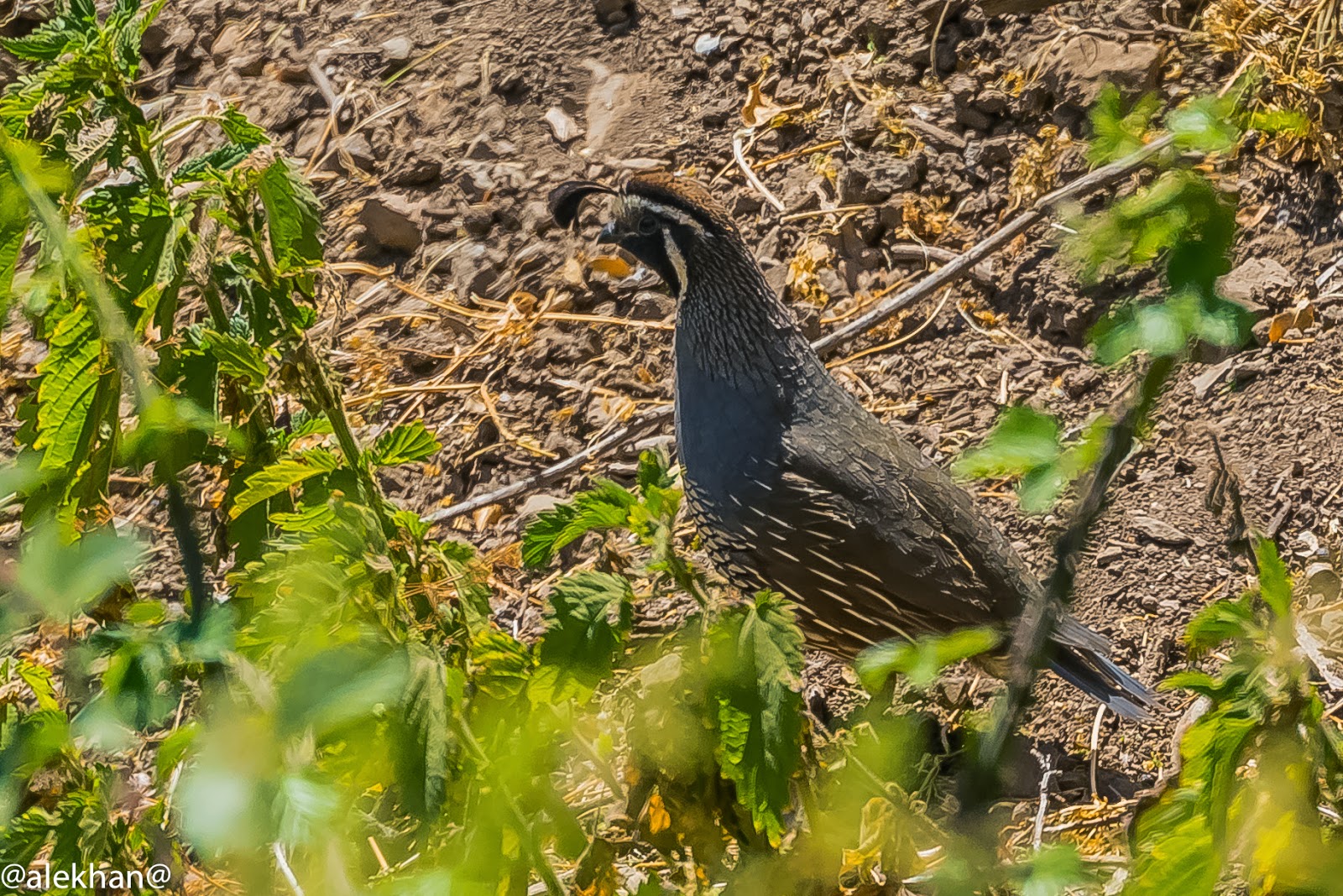 Pájaros, Pajarracos: Codorniz