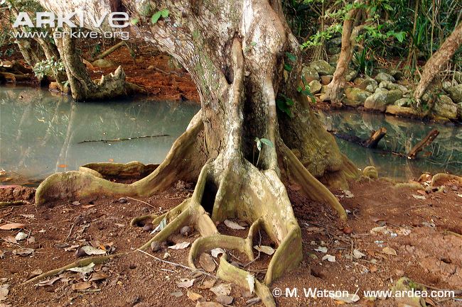 ENVIRONMENT of Earth: ABOUT THE HISTORY OF SUNDARBANS