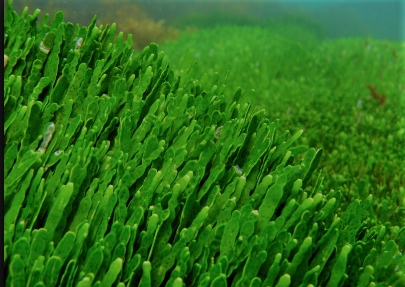 Thallophyta ( plant kingdom ) , plantae: classification