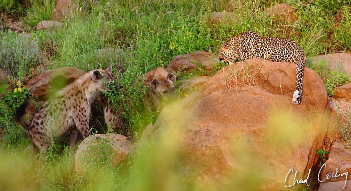 .: 9th February – One Brave Leopard!