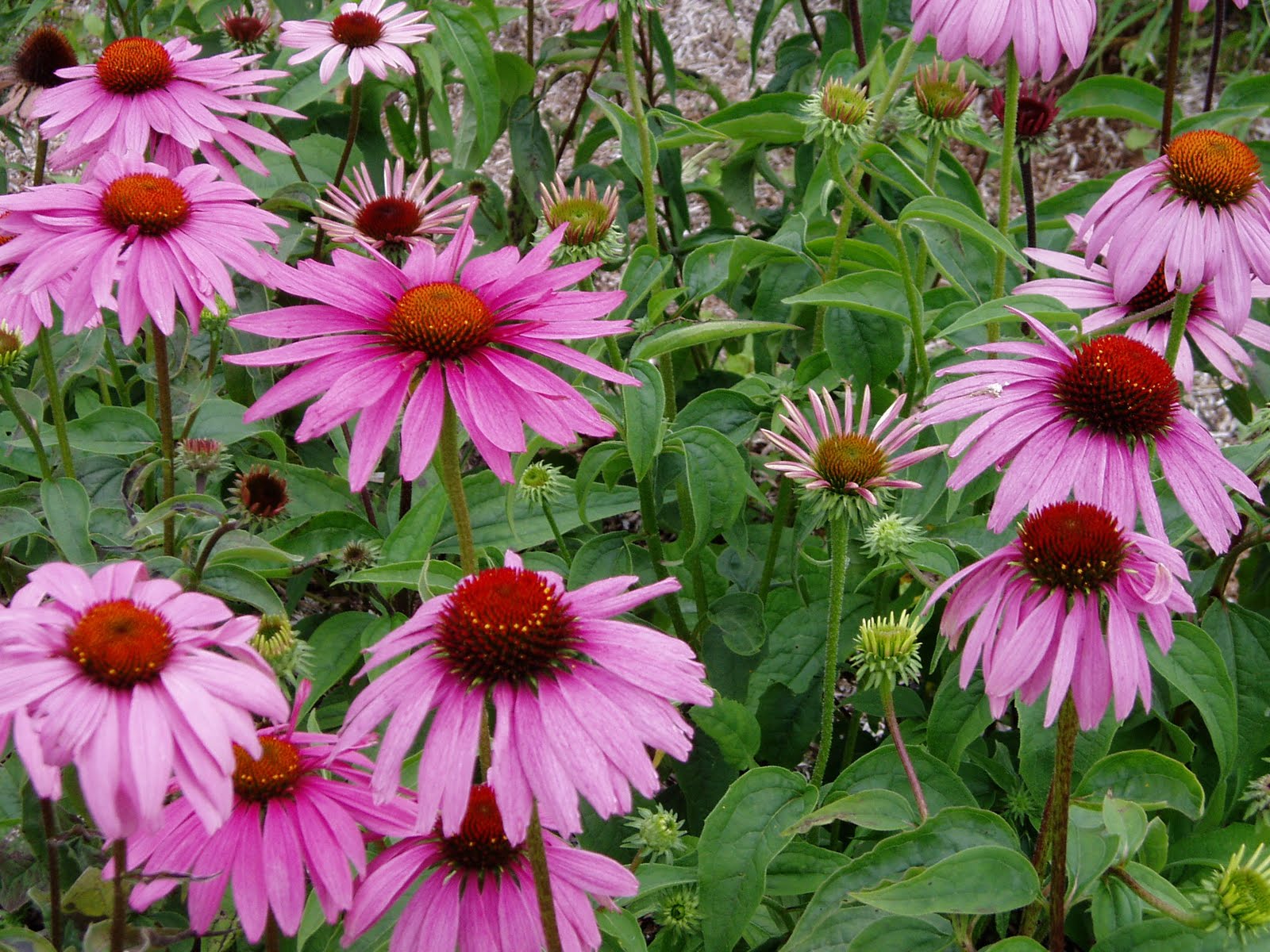 Lovegrass Farm: Photos of Perennial Flowers at Lovegrass Farm in P.E.I.