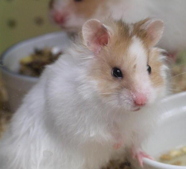 Hamster World: August 2012