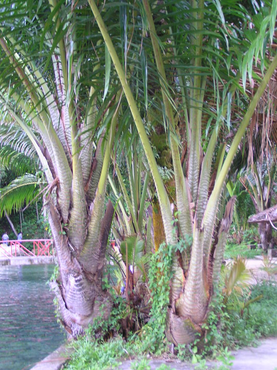 budi iman hasan: BUDIDAYA TANAMAN SAGU