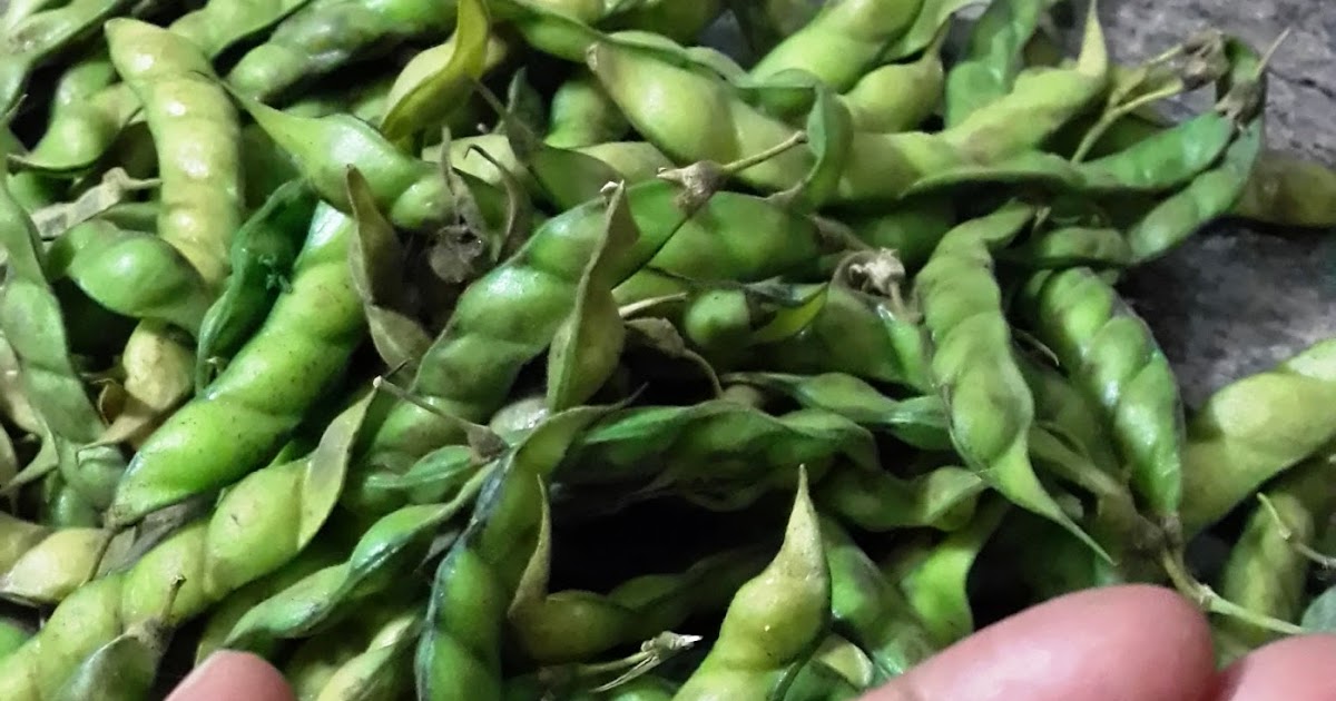 Mumbai Magic: Turichya Shenga - a winter delight