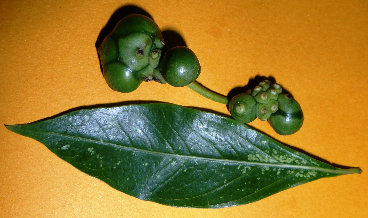 ஊஞ்சல்: நுணா எனும் மஞ்சணத்தி