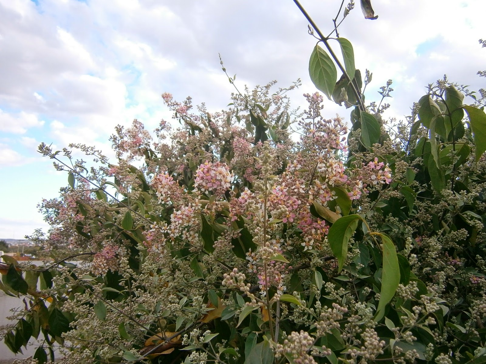 Zelando pela Chacrona e pelo Jagube: Segunda Floração do Jagube!