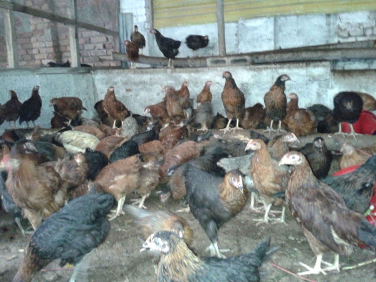 Organic Country chicken farming