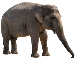 gambar: Gambar Gajah Lengkap