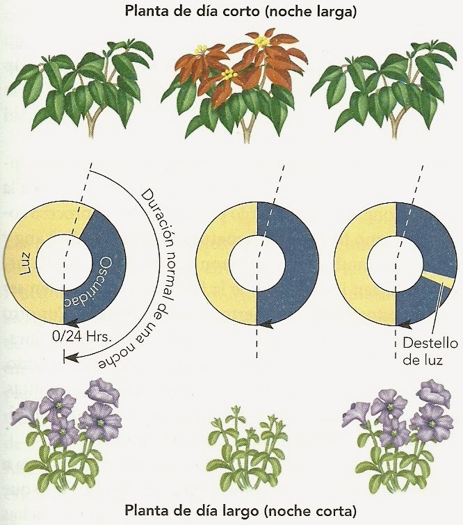 Apuntes de Fisiología Vegetal: Fotoperiodicidad
