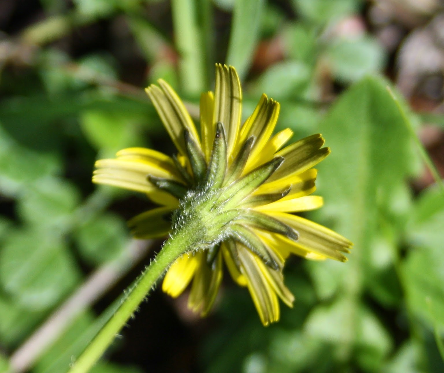 Flora da Serra da Arrábida: Leituga-tuberosa (Leontodon tuberosus)