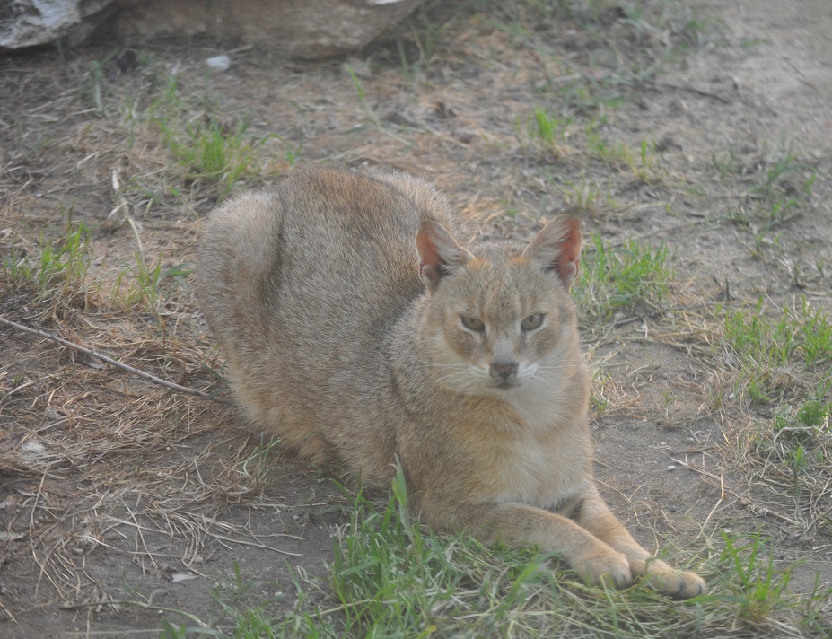 ZOOTOGRAFIANDO (6.100 ANIMALS): GATO DE LA JUNGLA / JUNGLE CAT (Felis ...