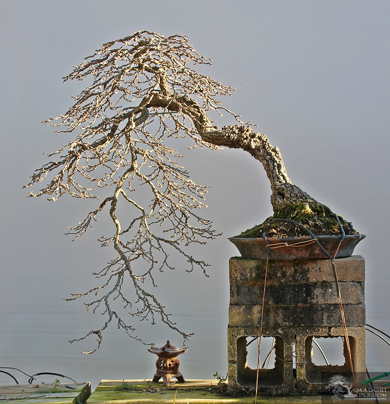 Yamadori Passion: Roble, Carvalho, Oak tree. (Quercus Humilis) (XIII)
