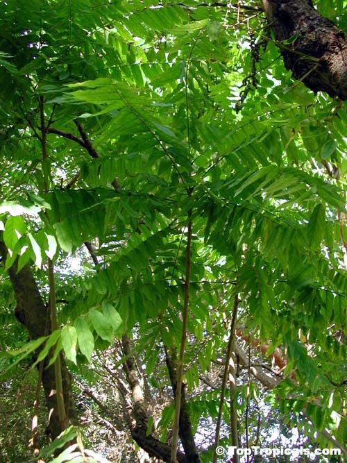 Healing Wonders Of Herbs: Medications for Fever due to Viral Infection