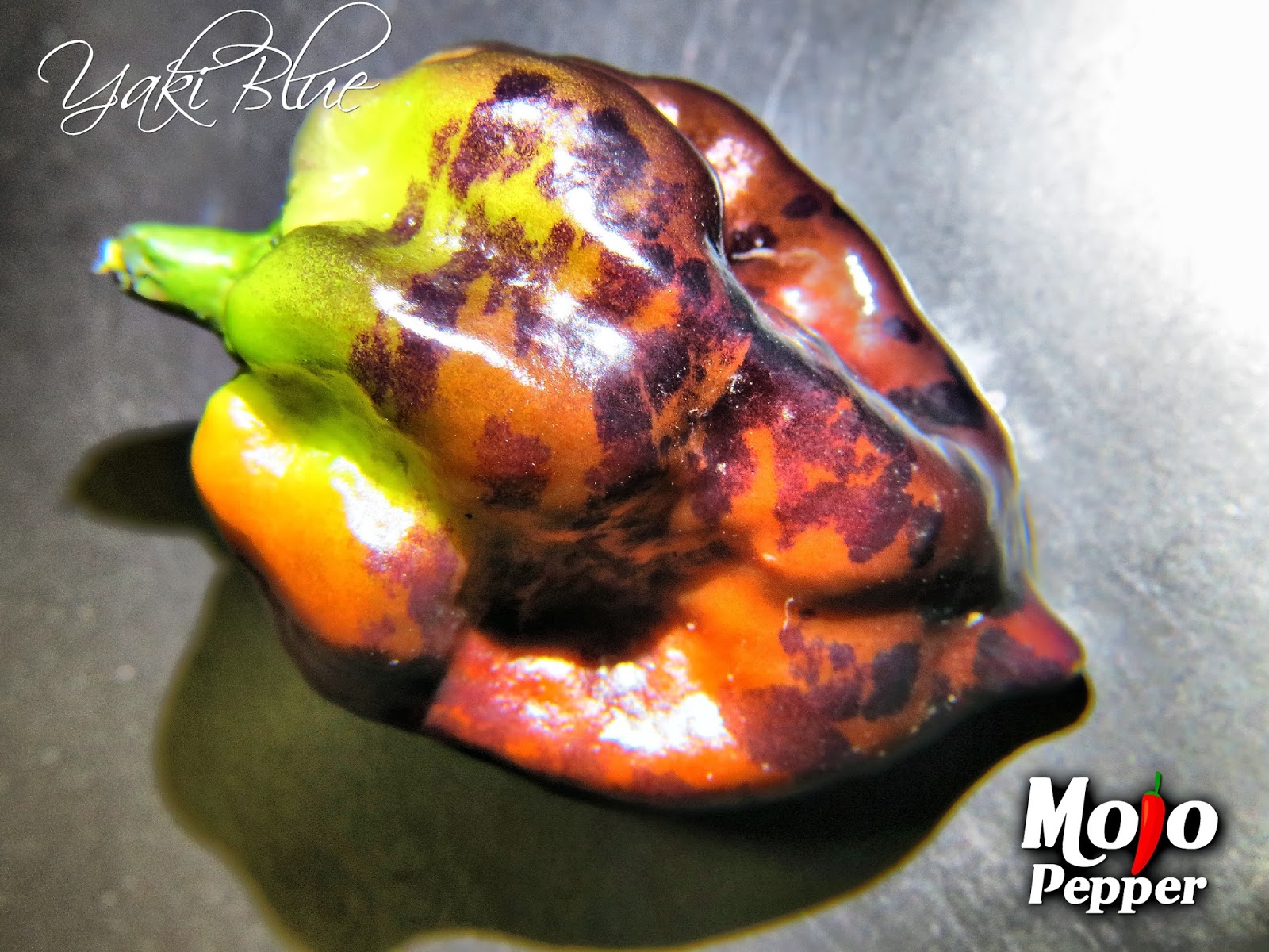 The Mojo Pepper - Just a Chili Pepper grower: Pink Tiger, Yaki Blue e ...