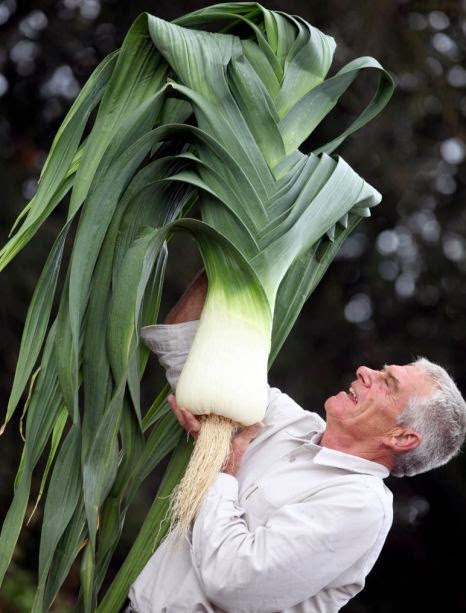 GROW GIANT LEEK SEEDS |The Garden of Eaden
