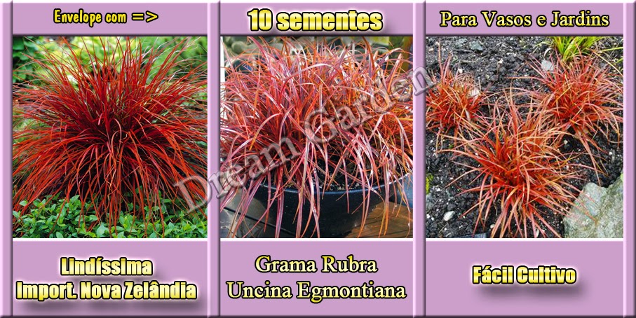 Grama Vermelha Rubra Uncinia