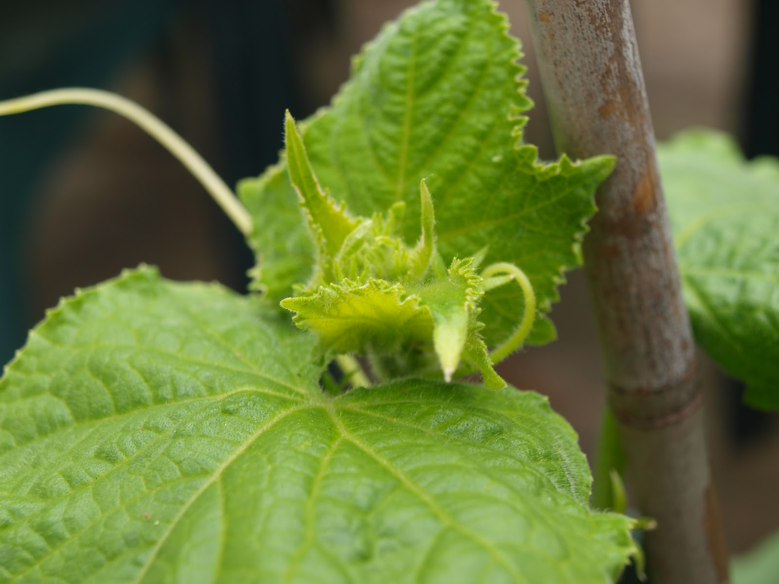 Mark's Veg Plot: Runner Beans, Aubergines and Cucumbers