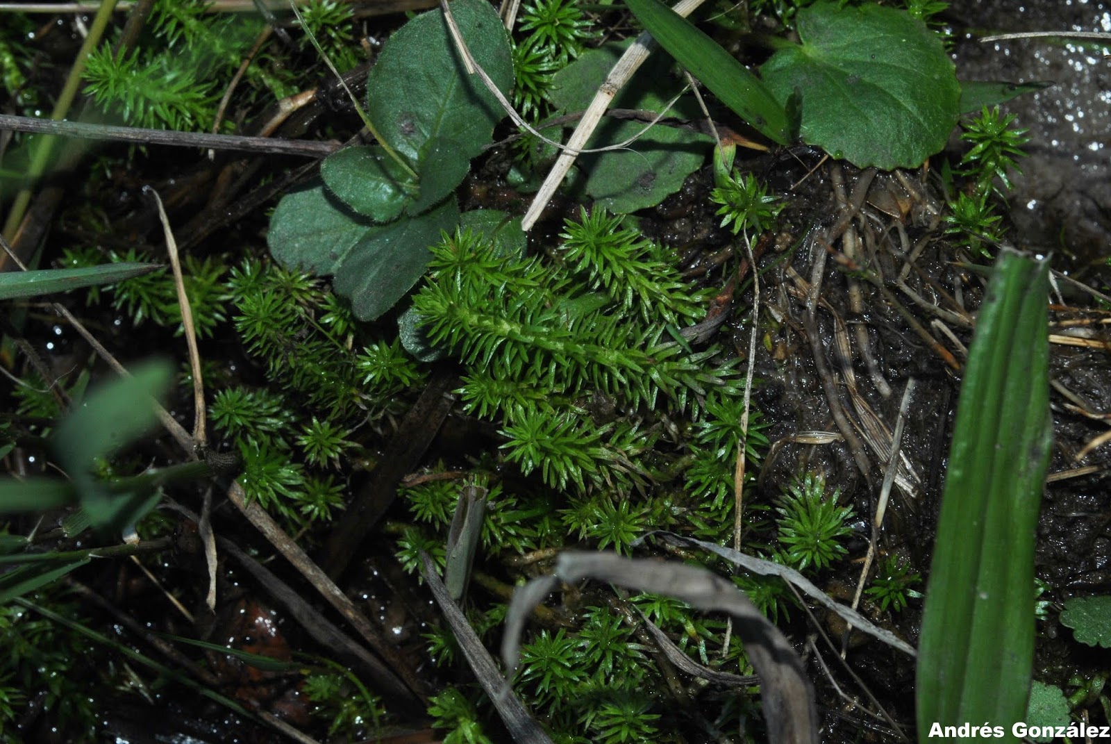 FOTOS DE FLORA NATIVA Y ADVENTICIAS DE URUGUAY : Mayaca sellowiana ...