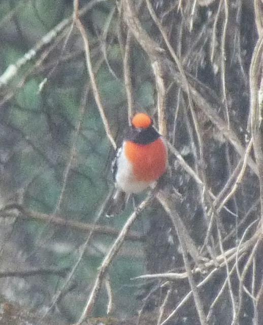 Birds in the Carwoola area: Robins of various varieties