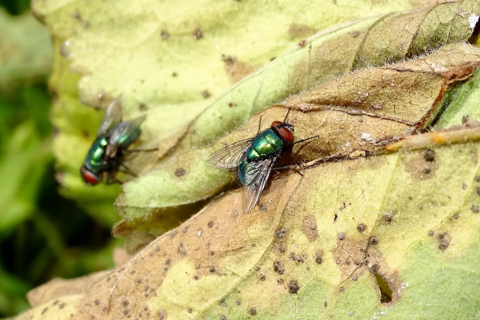 SANTIMETALIA FOTOGRAFÍAS DE MOSCAS METÁLICAS: MOSCAS VERDES Y MOSCAS AZULES