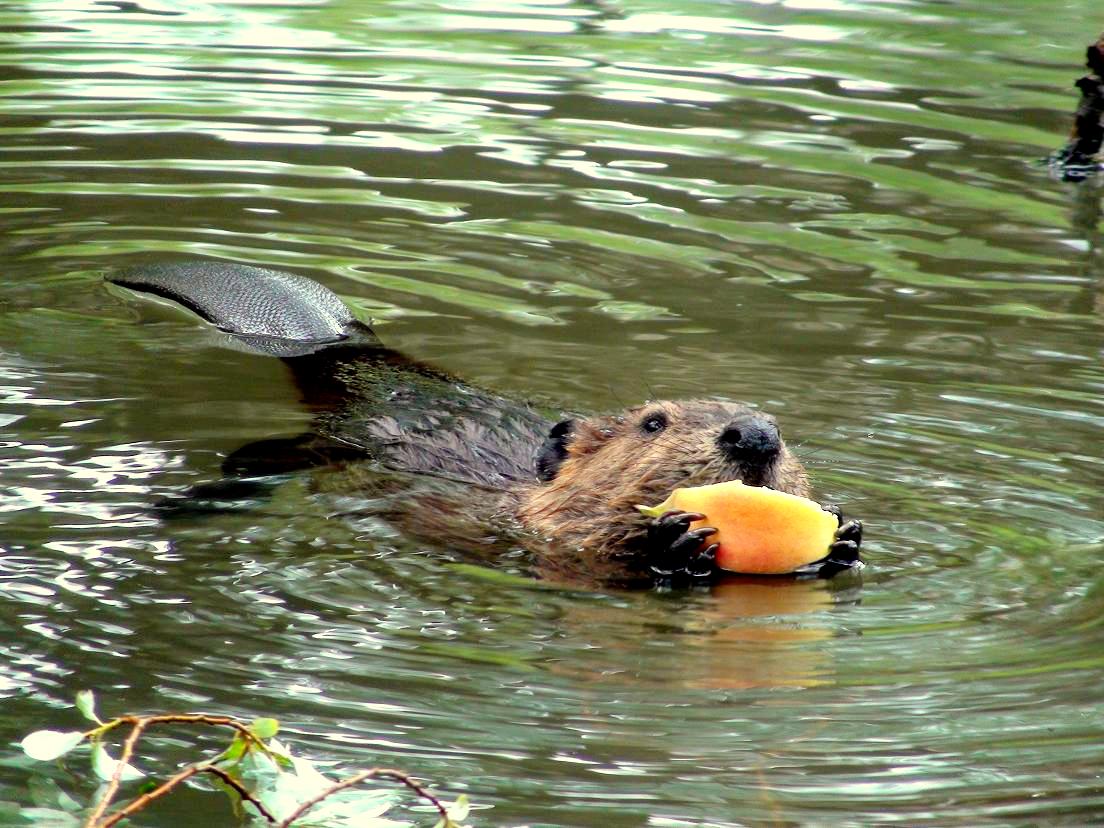 Tales From The Wilds: Beaver Kits Climbing Trees and Bluebirds Acting ...