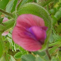 The Nature of My Memories: Chickpea