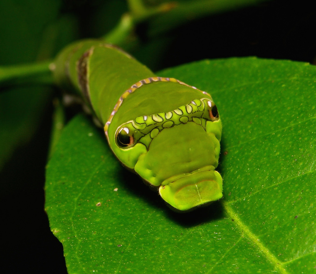 La Gazette de Babo: Chenilles improbables (4)