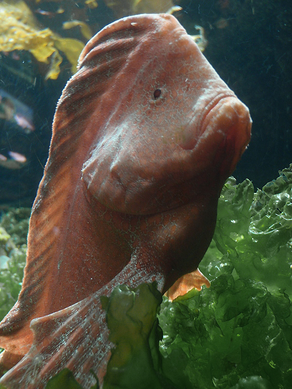 AQUATICHYK: RED INDIANFISH / Pataecus fronto