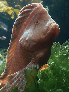 AQUATICHYK: RED INDIANFISH / Pataecus fronto