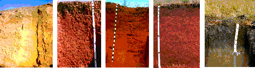 Fênix Plantas e Jardins: Solo: Conheça pela Cor.