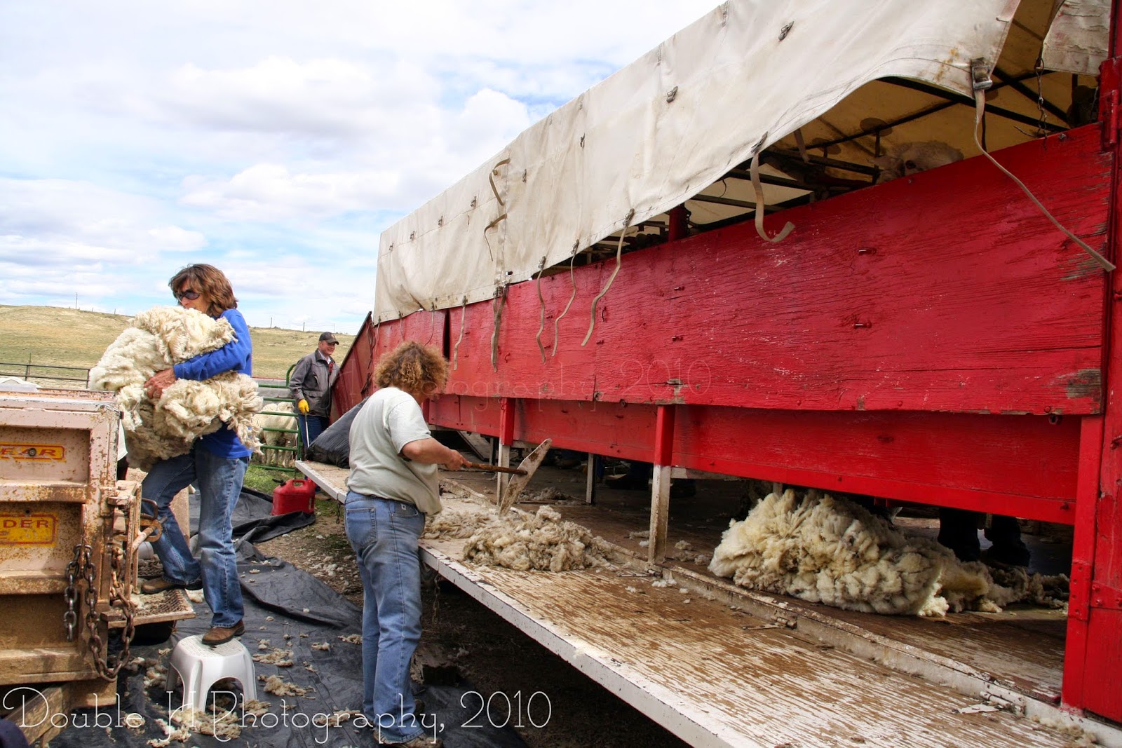 Double H Photography: Shearing Day