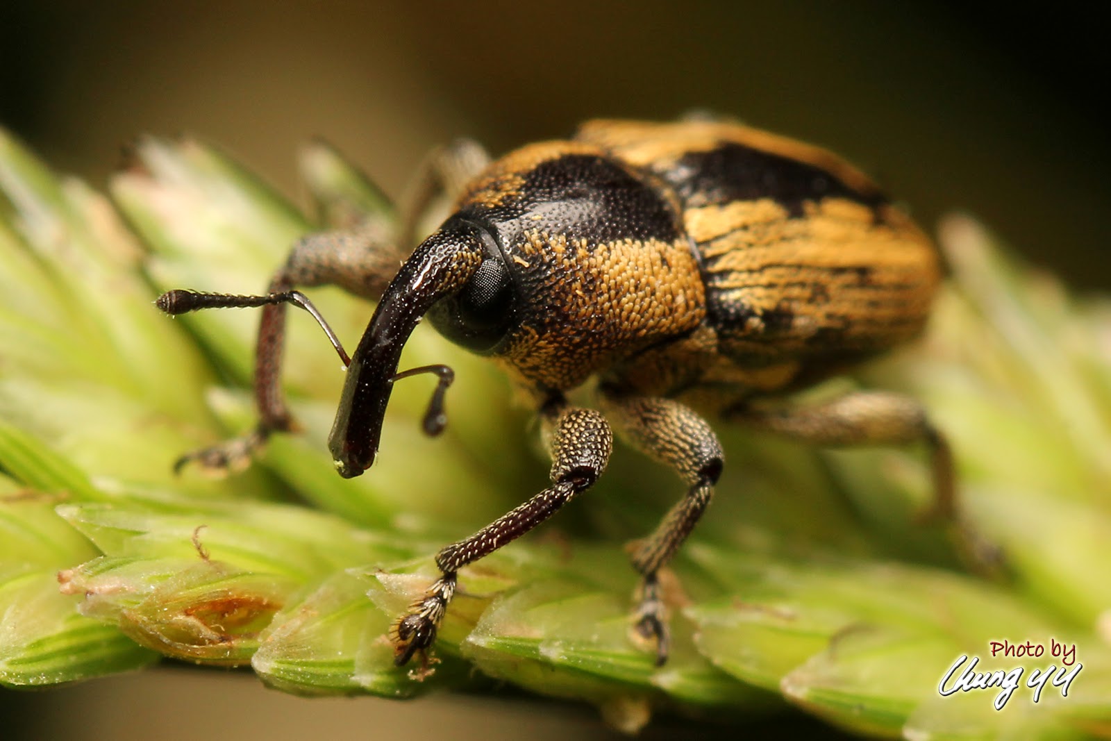 cyy4993: Weevil Bug [Curculionidae] 象鼻虫