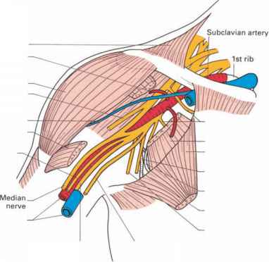 Dr. Hippocampus: Pectoral nerves : path of lateral vs medial