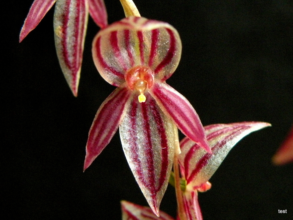 Pleurothallis secunda care and culture | Travaldo's blog