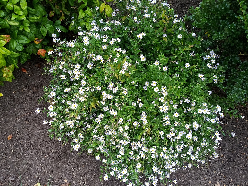 Future Plants by Randy Stewart: Kalimeris - Japanese Aster