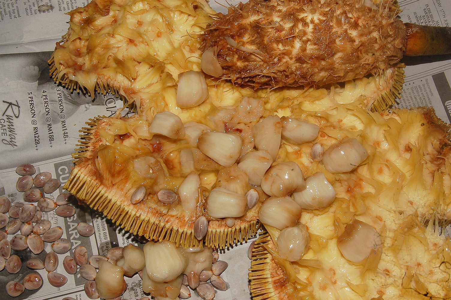 Timadang Tarap of Kelawat Kota Belud Sabah East Malaysia North Borneo ...