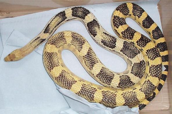 Primeros Auxilios: TERCERA SESION