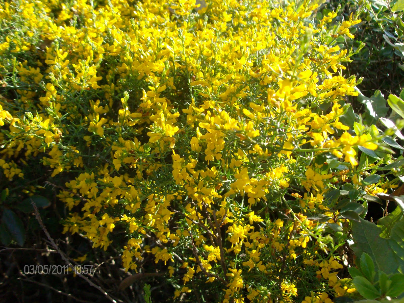 ATOUGUIA SEMPRE: Tojo- (Ulex europaens)