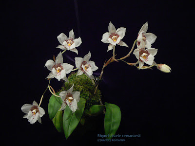 Rhynchostele cervantesii care and culture | Travaldo's blog