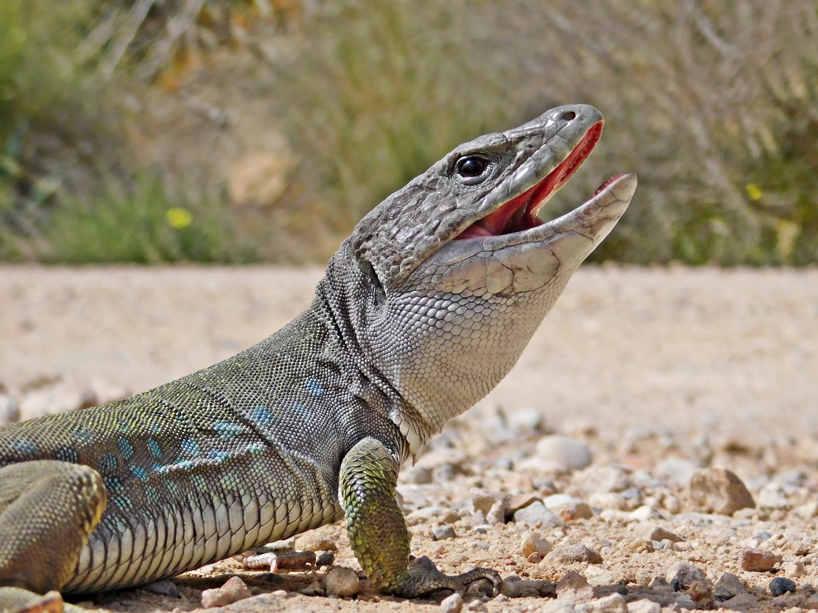 Sargantanes i Dragons: Timon nevadensis - Fardatxo bètic