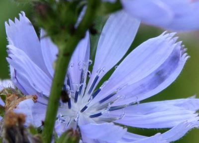 Kako Liječiti: Ljekovita biljka - Vodopija
