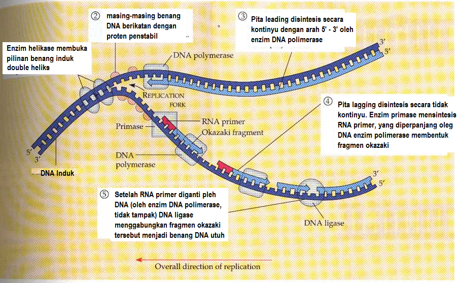 Catatan prestasi Guru Biologi: DNA DAN SINTESIS PROTEIN