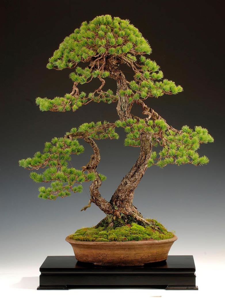 Tips Sukses Budidaya Bonsai Pinus - Info Savana
