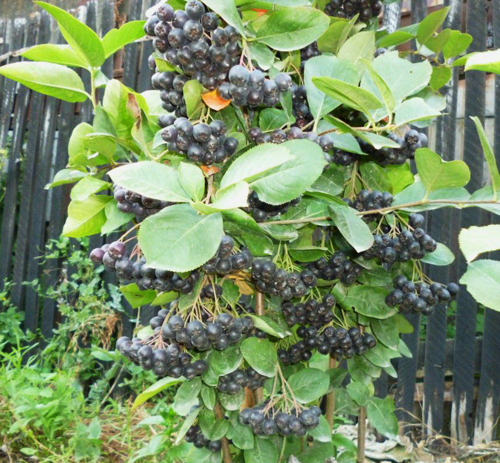 Seminte si plante de gradina hobby: Fructe de Aronia deshidratate
